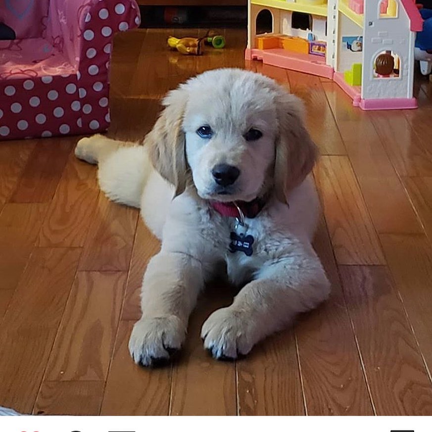 Glenannon Station Golden Retrievers – Registered Golden Retriever ...