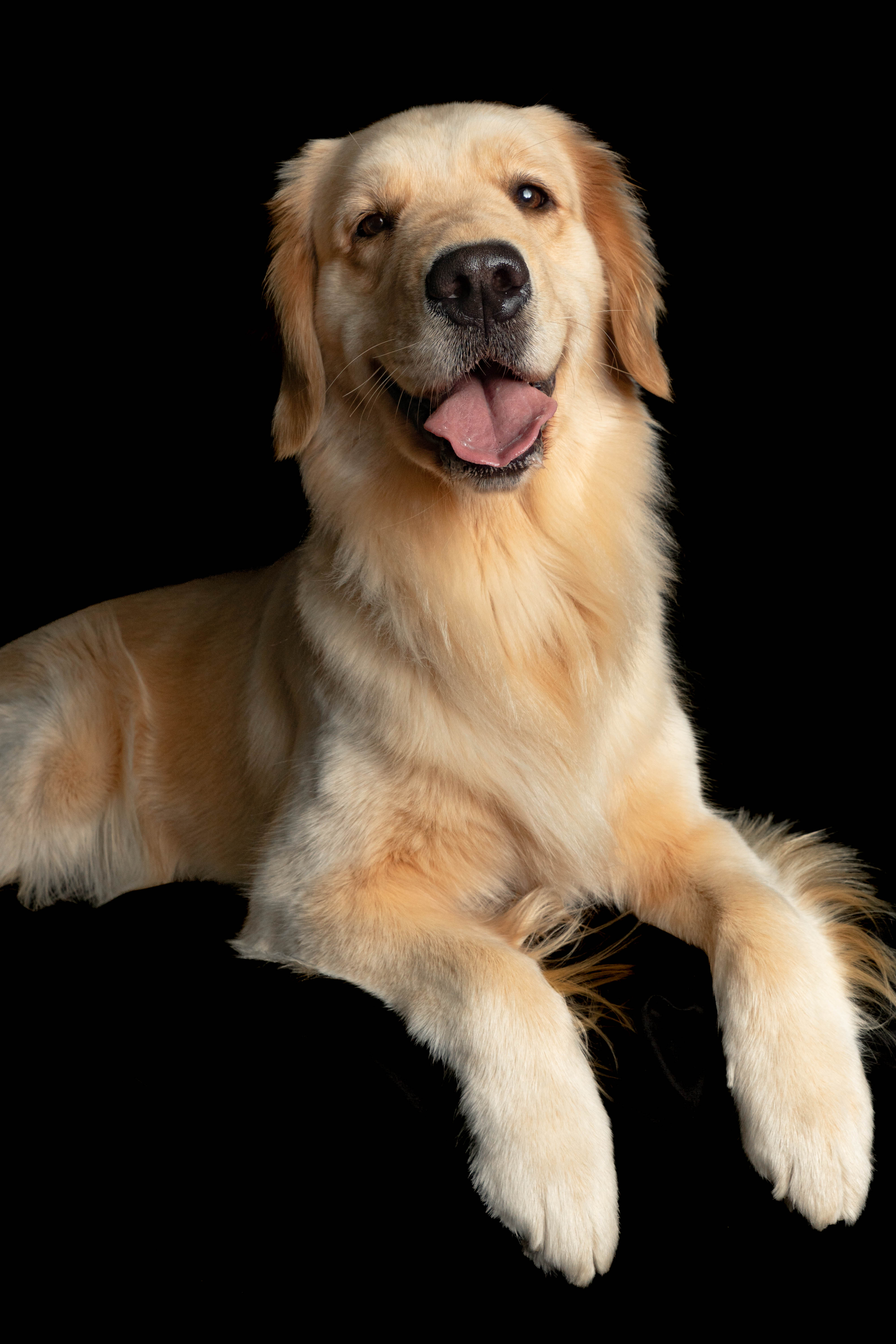 Our Golden Family – Glenannon Station Golden Retrievers