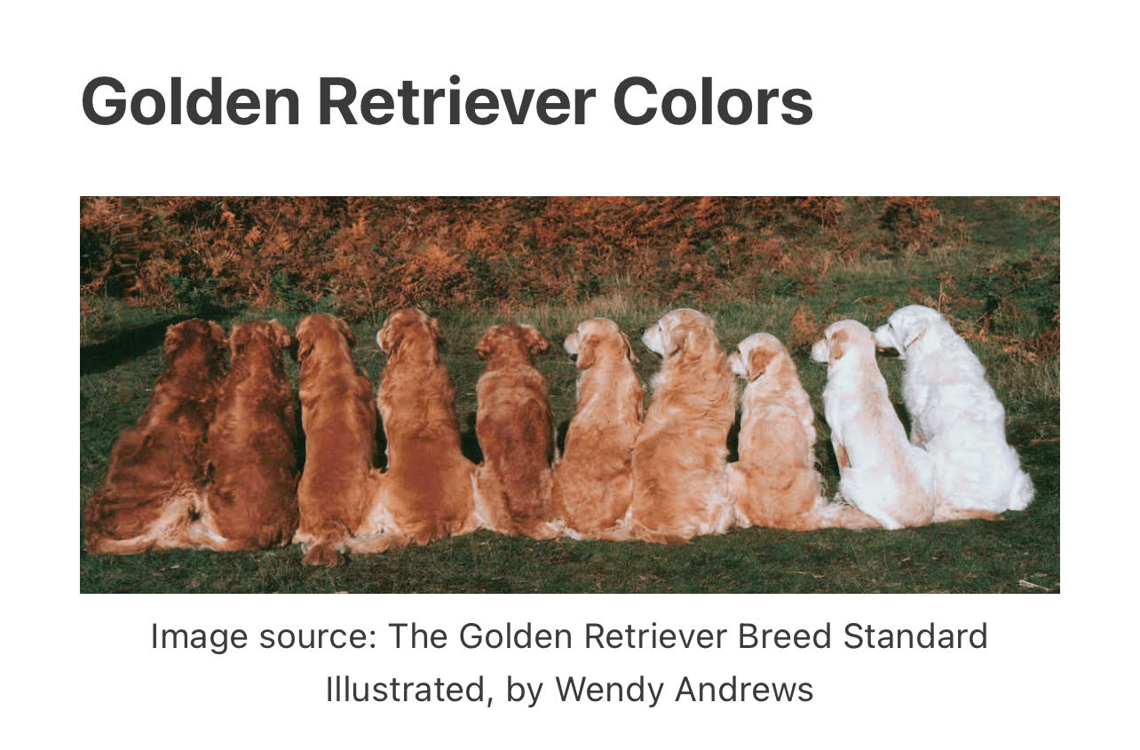 Shades of Gold – Glenannon Station Golden Retrievers